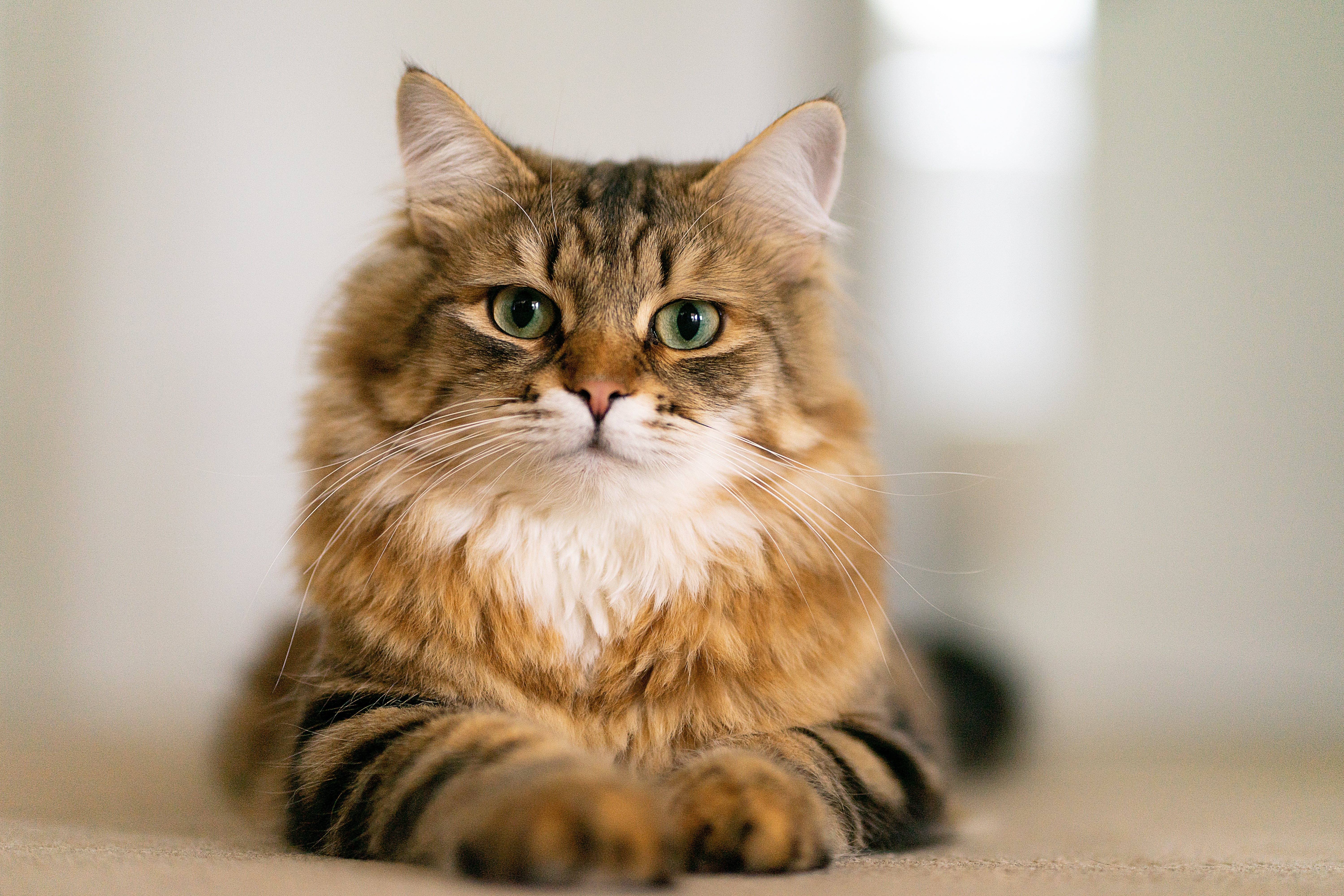 Hypoallergenic cats for adoption store